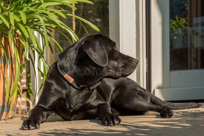 Portrait of an Older Black Labrador Stock Photo - Image of aspirations ...