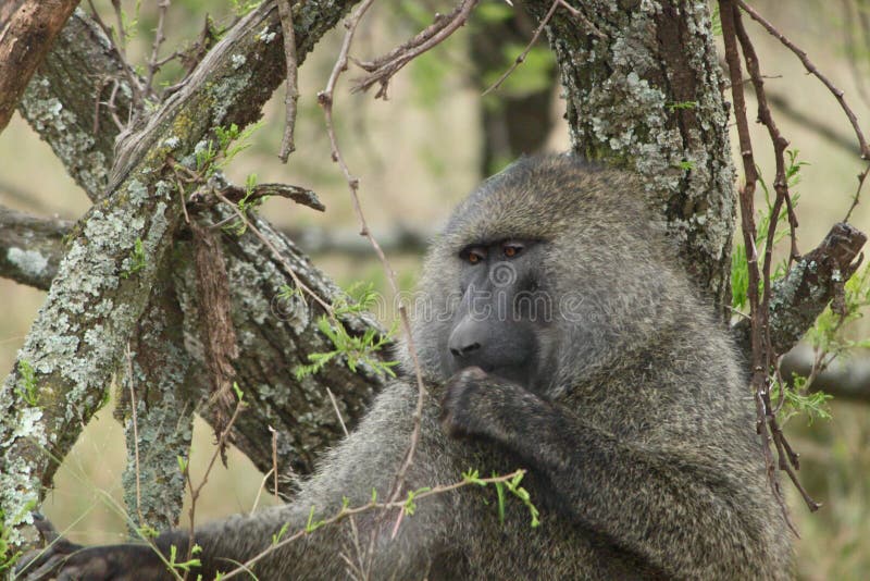 Portrait of an Olive Baboon Sitting by the Tree Thinking Stock Image ...
