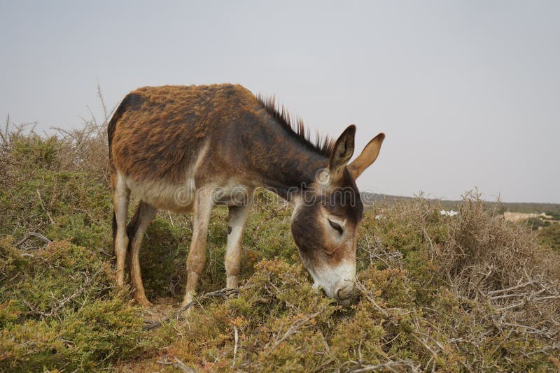 Portrait of One Donkey Grassing Stock Photo - Image of grass, donkey ...