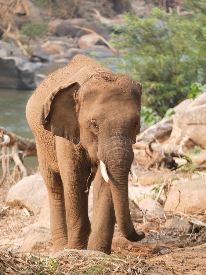 One elephant in the zoo stock photo. Image of portrait - 277074274