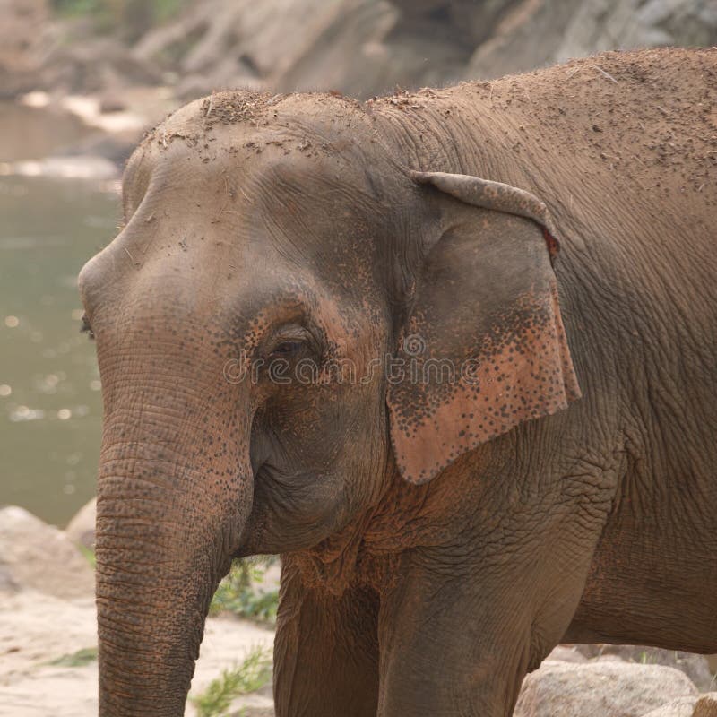 One elephant in the zoo stock photo. Image of head, port - 277074278