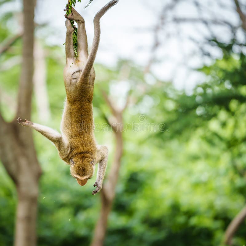 Portrait One Monkey or Macaca, Its Falls from a Tree Vertically of the ...
