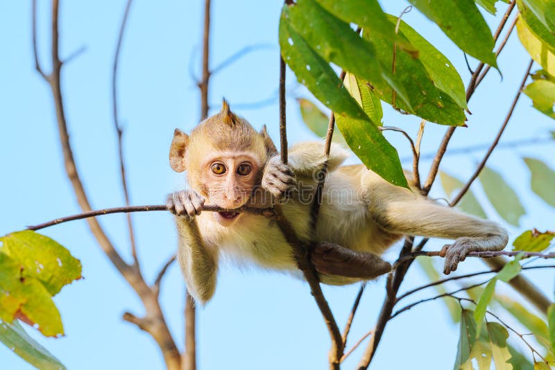 Portrait, One Monkey or Macaca on the Pithecellobium Dulce Trees in the ...