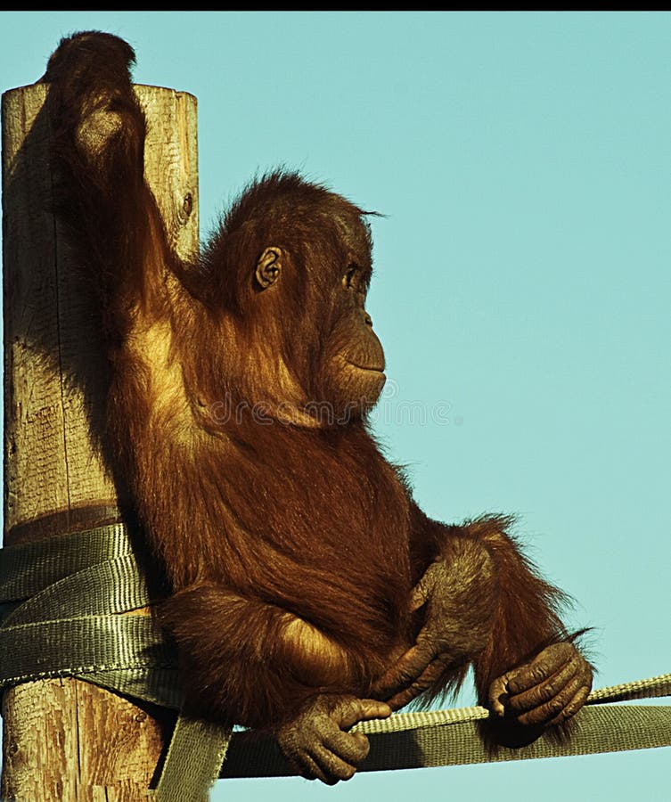 Orang Utang Drinking from Bowl in Jungle of Borneo Stock Photo - Image ...