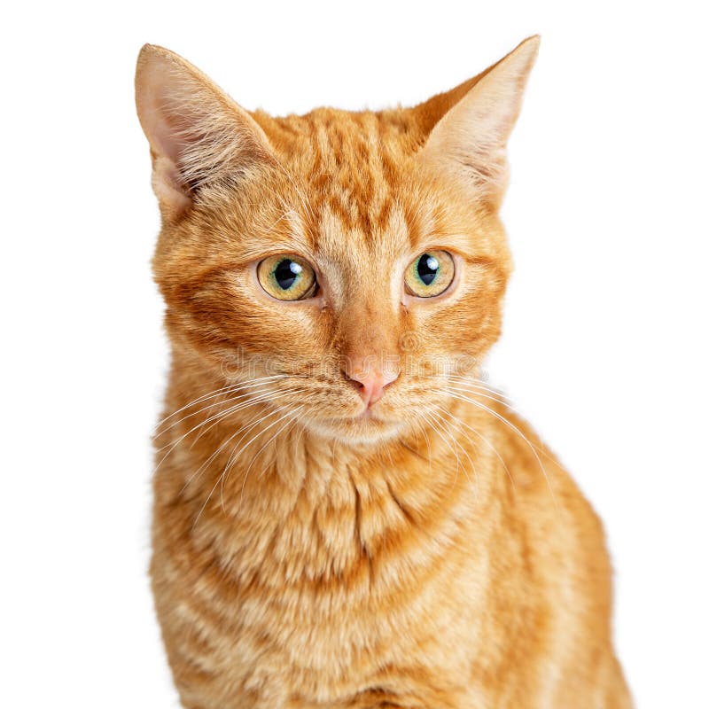 Portrait Orange Cat Closeup Stock Photo - Image of domestic, portrait ...