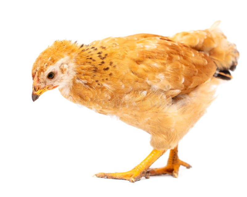 Portrait of an Orange Chick on a White Background Stock Image - Image ...