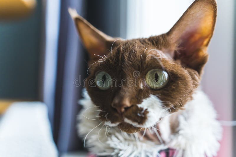 CLose Portrait of Devon Rex Cat Looking at the Camera Stock Photo ...