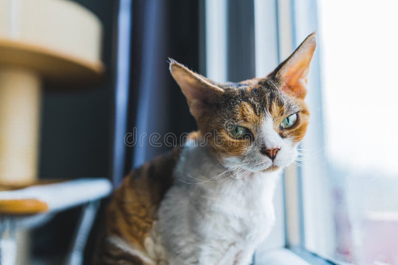 Portrait of Orange Devon Rex Cat Looking at the Camera Stock Image ...