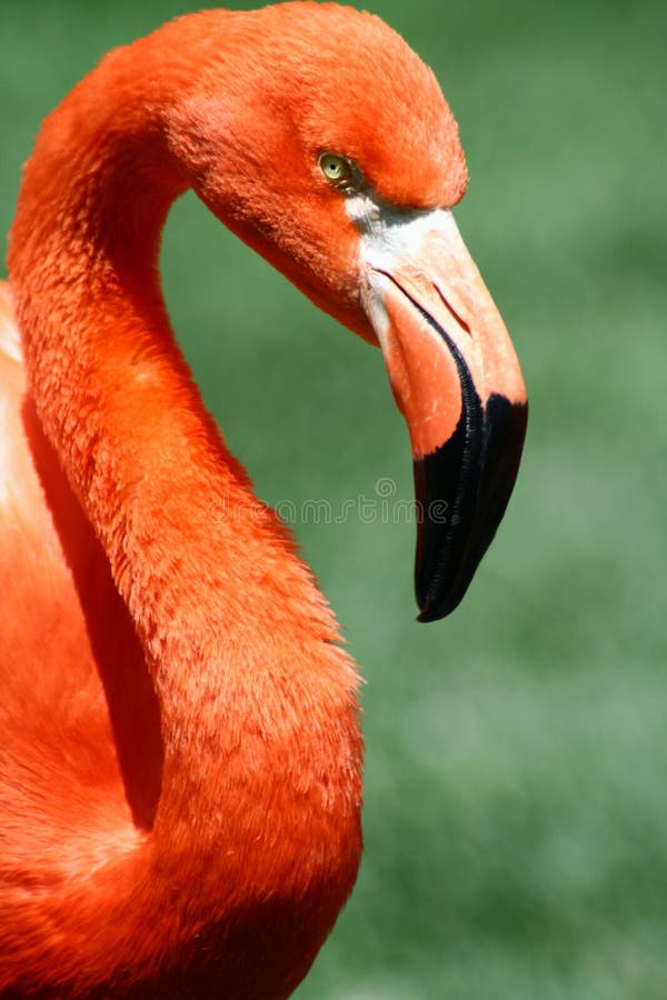 Portrait of Orange Flamingo Stock Image - Image of looking, fluffy: 6904483