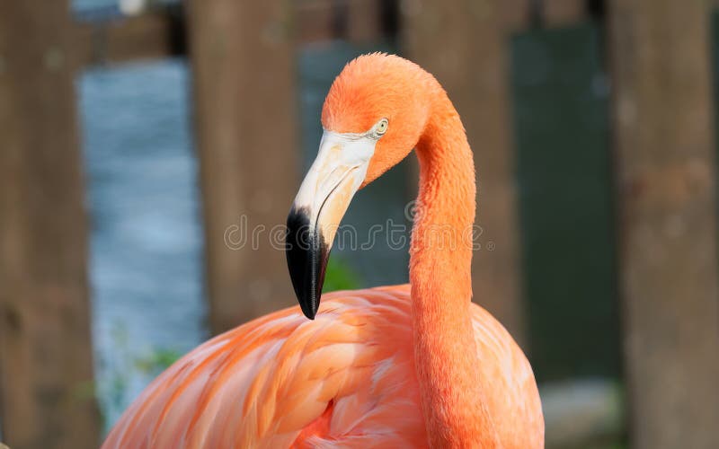 Portrait of Orange Flamingo Staring at Camera. Stock Photo - Image of ...