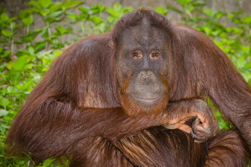 Portrait of Orangutan (Pongo Pygmaeus) Stock Image - Image of grass ...