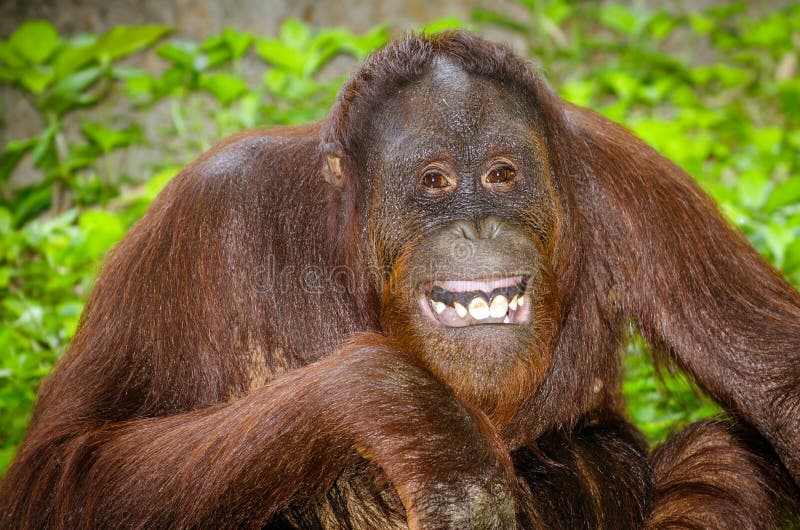 Portrait of Orangutan (Pongo Pygmaeus) Smiling Editorial Photo - Image ...