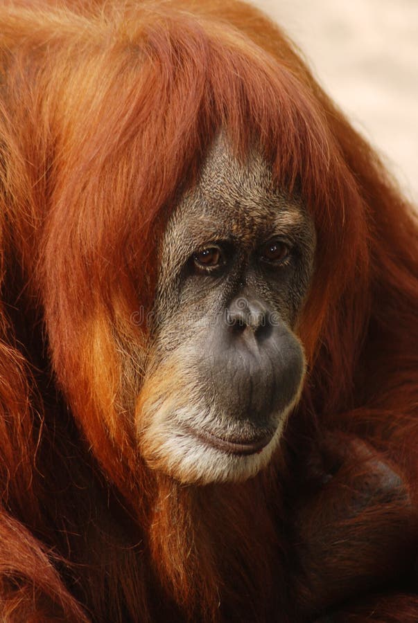 Portrait of an Orangutan, Rainforests of Borneo and Sumatra, Pongo ...