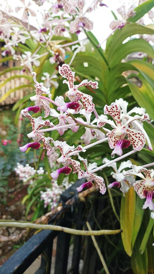 Portrait of Orchid from Central Java Indonesia Stock Image - Image of ...