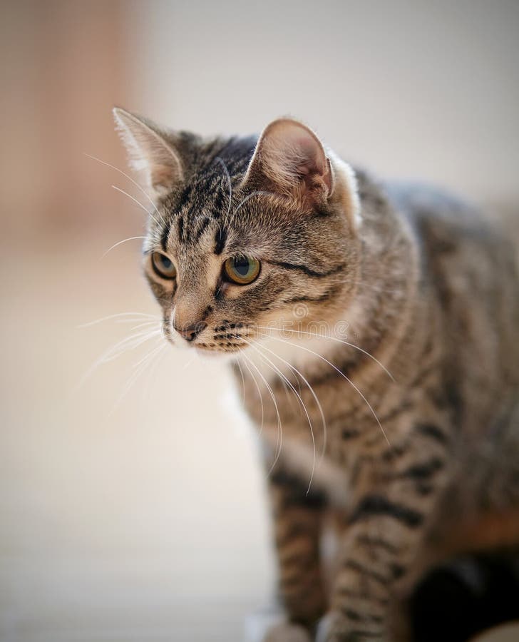 Portrait of an Ordinary Striped Cat. Stock Image - Image of carnivore ...