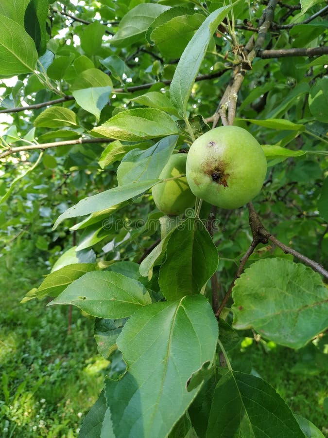 Portrait Orientation Image of a Golden Delicious Apple Hanging from and ...