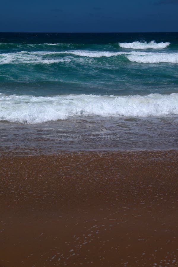 Portrait Orientation Closeup of Welwitschia Mirabilis in Namibe Stock ...