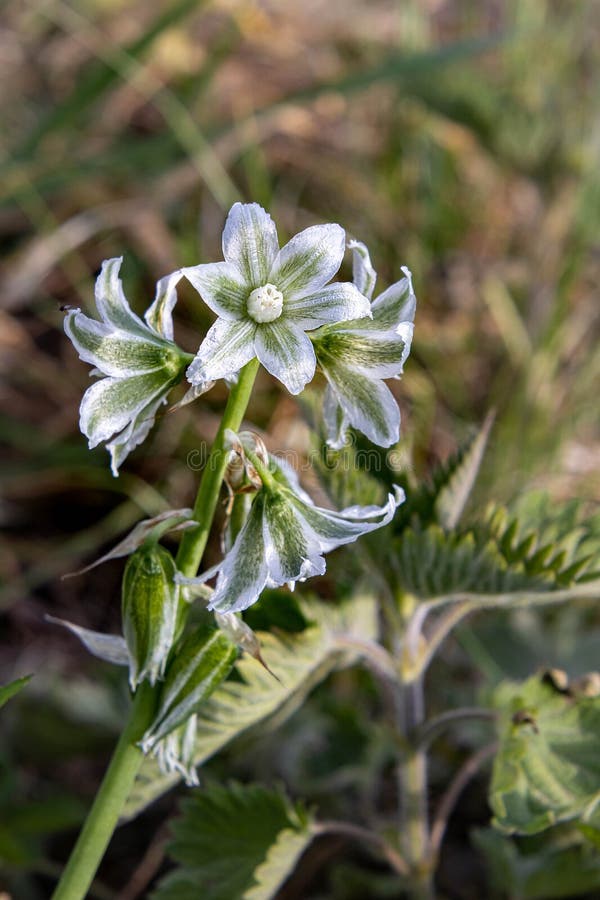Portrait of a Ornithogalum Nutans - Drooping Star-of-Bethlehem Blossom ...