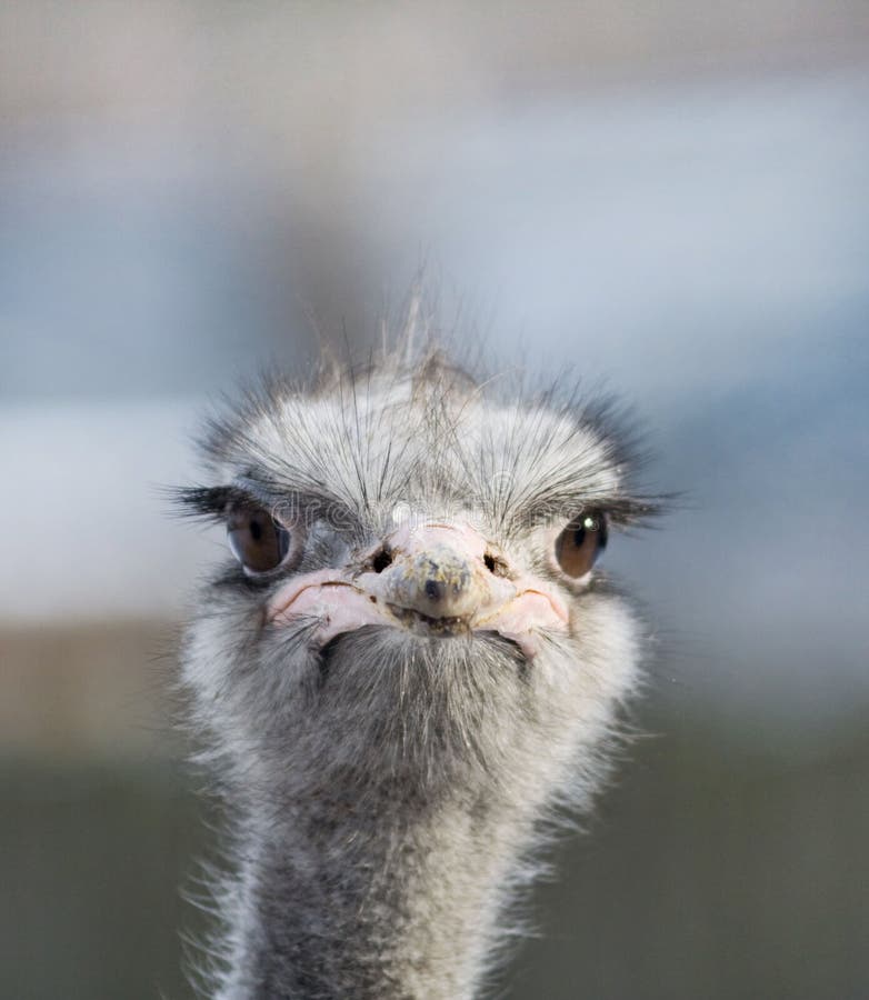 Portrait of an ostrich stock image. Image of curiosity - 13119427