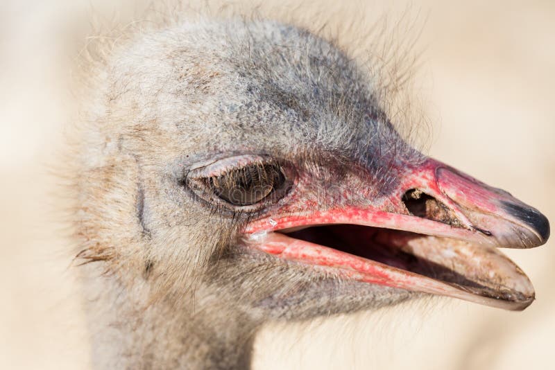 187 Stupid Ostrich Stock Photos - Free & Royalty-Free Stock Photos from ...