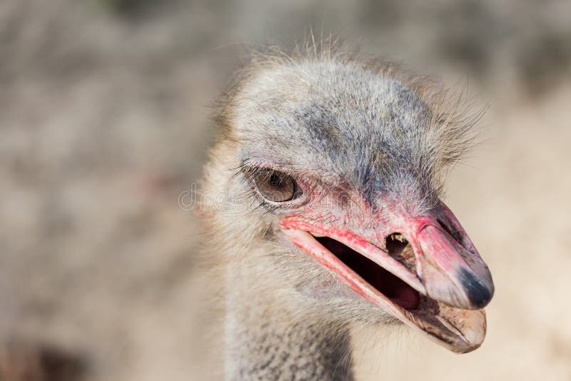 187 Stupid Ostrich Stock Photos - Free & Royalty-Free Stock Photos from ...