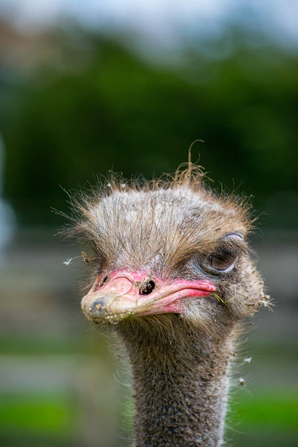 Portrait of ostrich head stock photo. Image of wing - 223748448