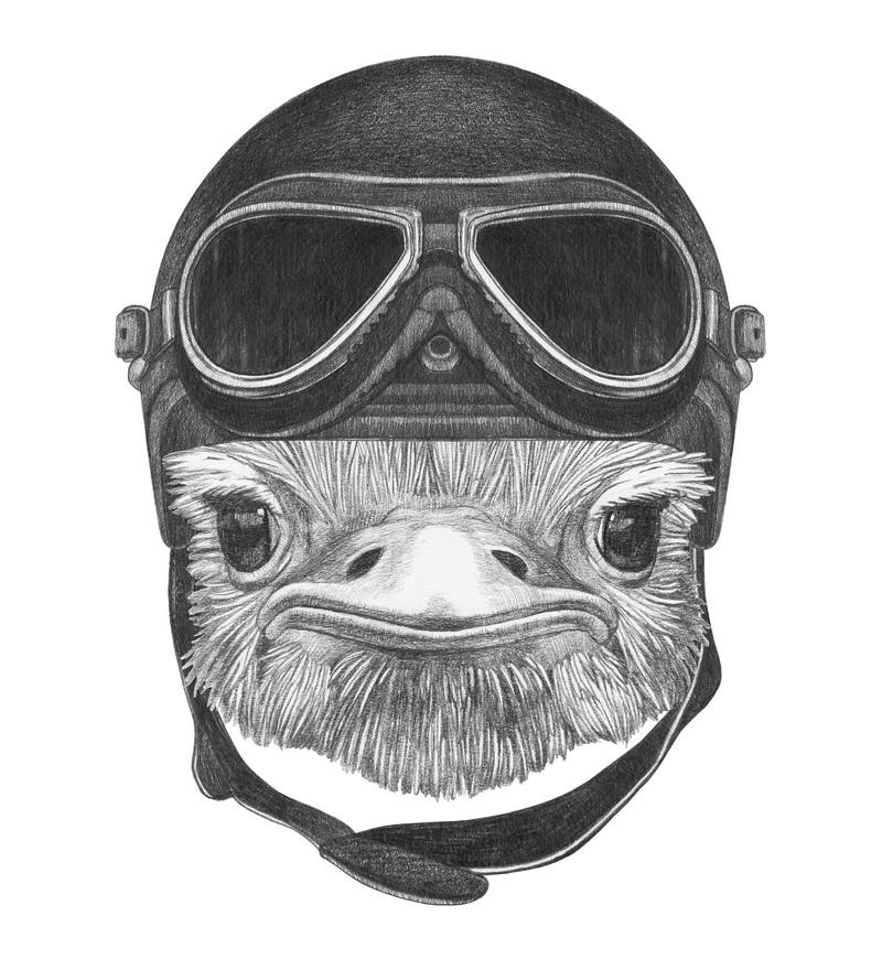 Portrait of Ostrich with Helmet, Hand-drawn Illustration Stock ...