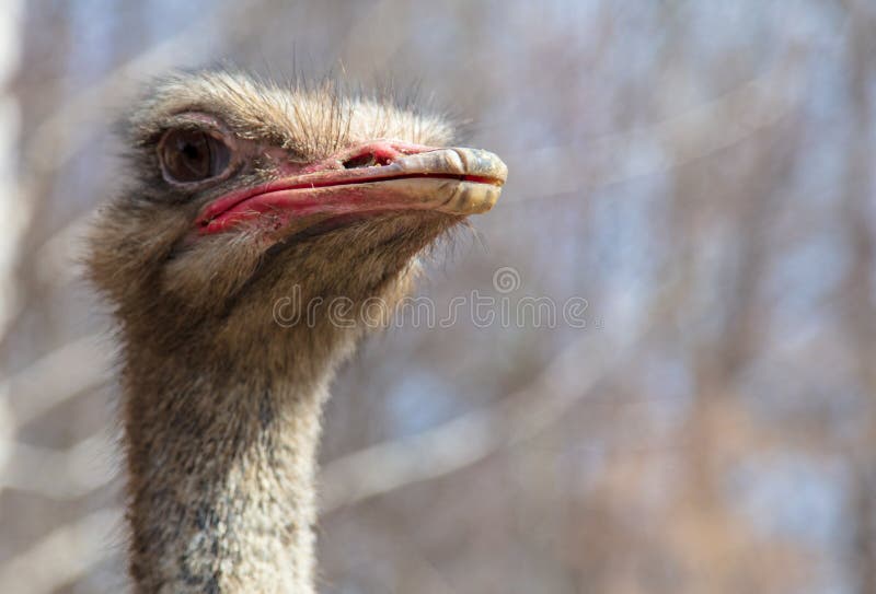 Portrait of an Ostrich in Nature Stock Photo - Image of closeup ...