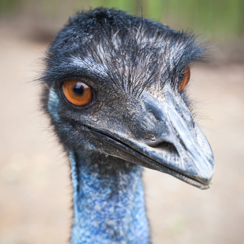 Portrait of Ostrich with Orange Eyes Stock Photo - Image of looking ...