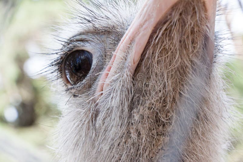Portrait of an Ostrich in Sunny Day Stock Photo - Image of ostrich ...