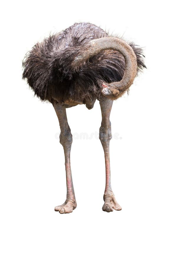 Emu cutout stock photo. Image of dromaius, animal, tasmania - 2500314