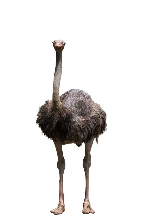 Emu cutout stock photo. Image of dromaius, animal, tasmania - 2500314
