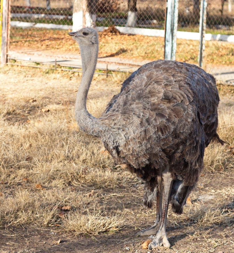 Portrait of an ostrich stock image. Image of beak, african - 30138799
