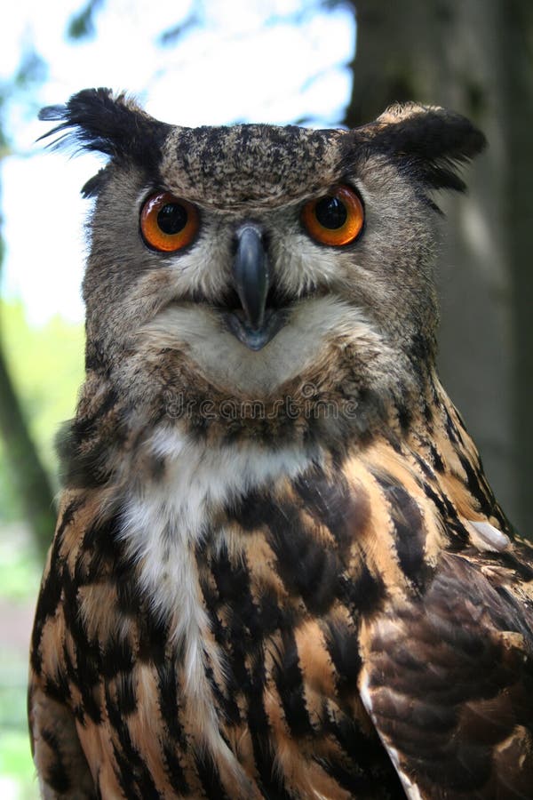 Portrait of owl stock image. Image of wildlife, brown - 1611037