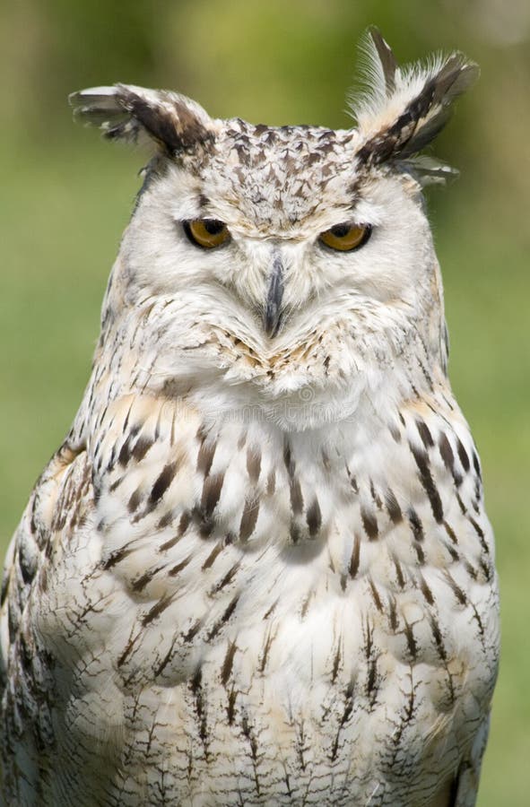 Portrait owl stock image. Image of legs, beak, short - 17367617