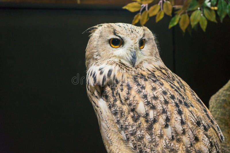Owl looking backwards stock photo. Image of bird, nature - 118084830