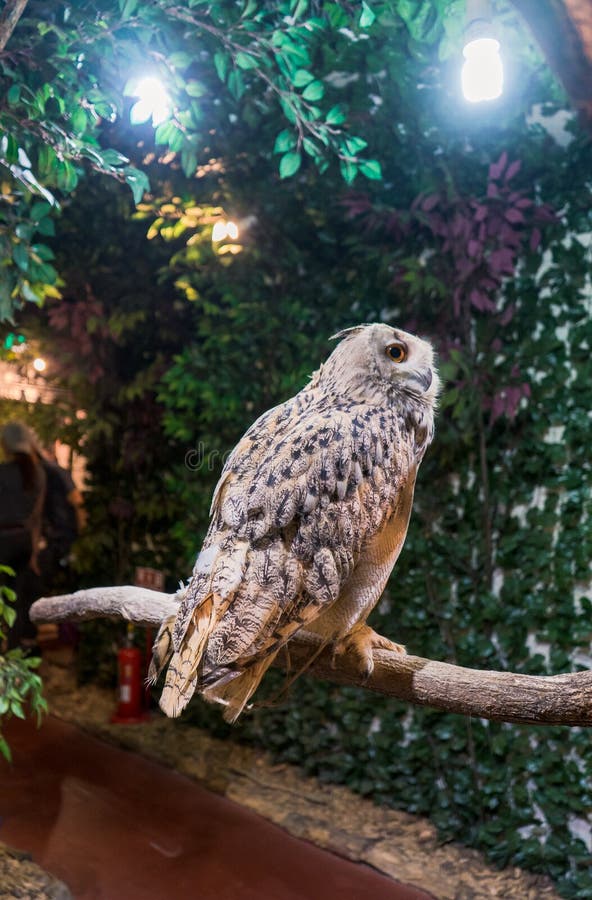 Owl looking backwards stock image. Image of bird, nature - 118084725