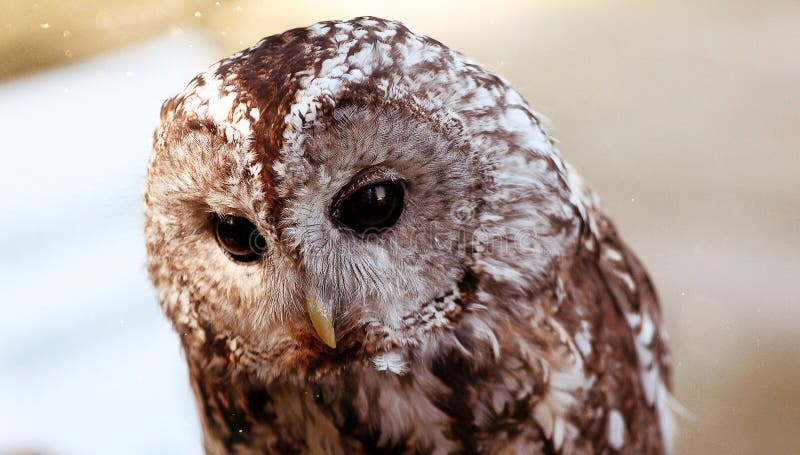 Portrait Owl Rays Summer Sun Stock Photos - Free & Royalty-Free Stock ...