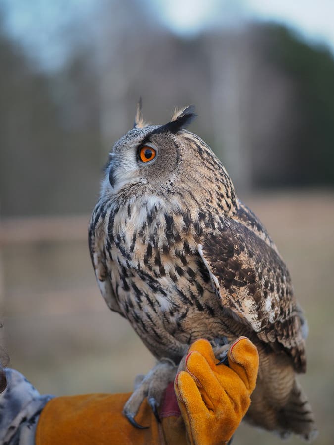 Portrait of an Owl Sitting on His Hand Stock Photo - Image of african ...