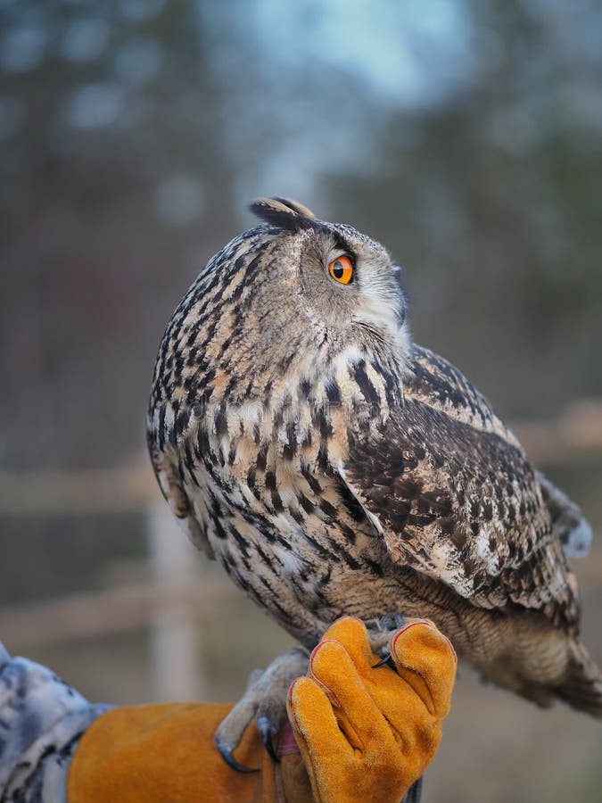Portrait of an Owl Sitting on His Hand Stock Photo - Image of tree ...
