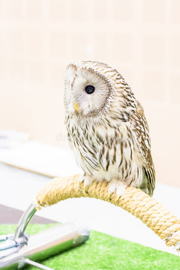 Portrait of Owl stock photo. Image of ashen, natural - 67731426