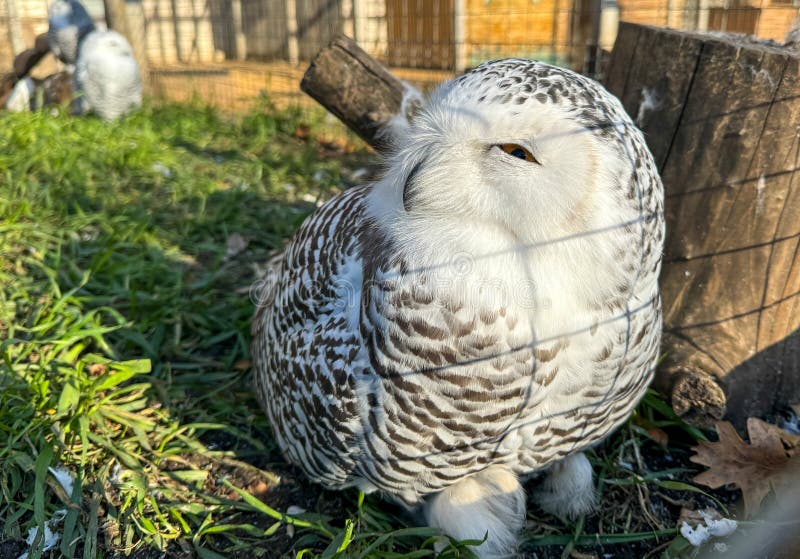 Portrait of an Owl in the Zoo Stock Image - Image of animal, hunter ...