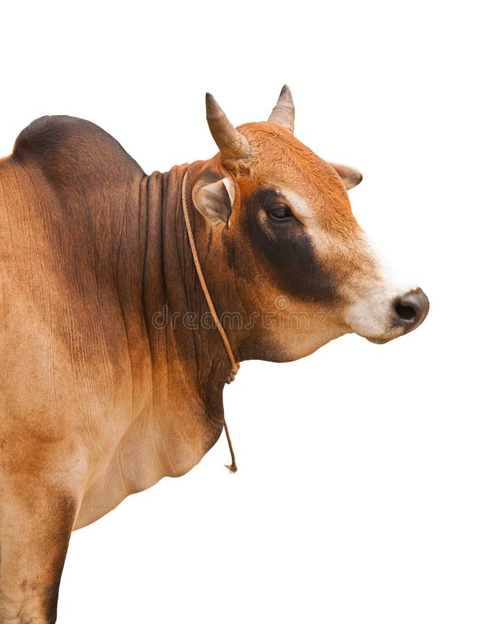 Donkey carrying supplies stock photo. Image of isolated - 4575484