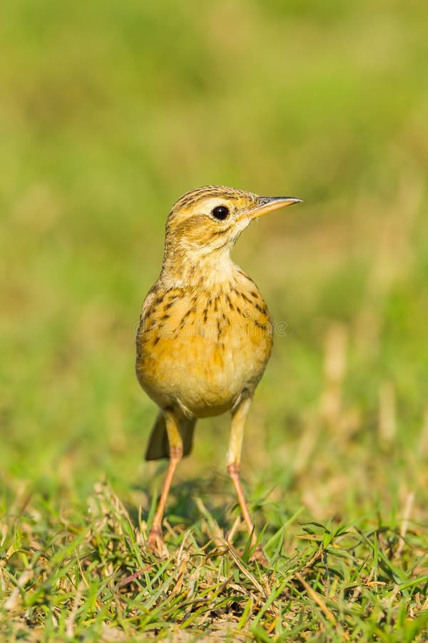 Portrait of Paddyfield Pipit Stock Image - Image of green, afternoon ...