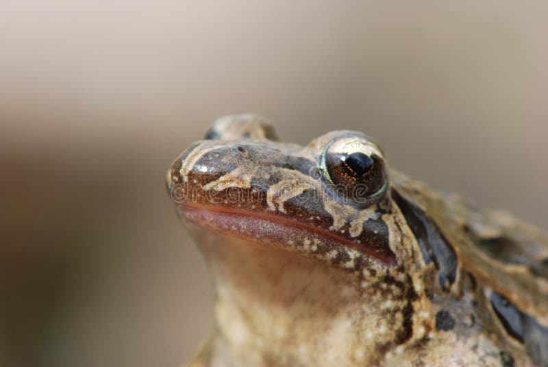 Portrait of a painted frog stock image. Image of discoglossus - 18626227
