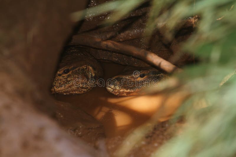 Portrait of a Pair of Lizards in a Hole Stock Image - Image of insect ...