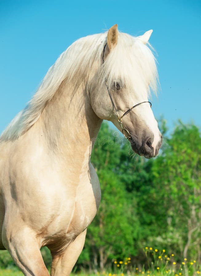 Welsh pony portrait stock image. Image of blue, equestrian - 17532413