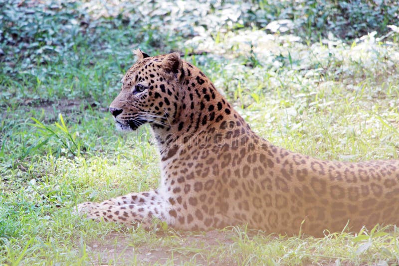 Portrait of Panther. stock photo. Image of endangered - 80171338