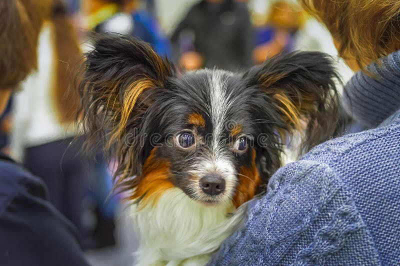 Portrait of Papillon Dog on the Hands of Girl. Stock Photo - Image of ...