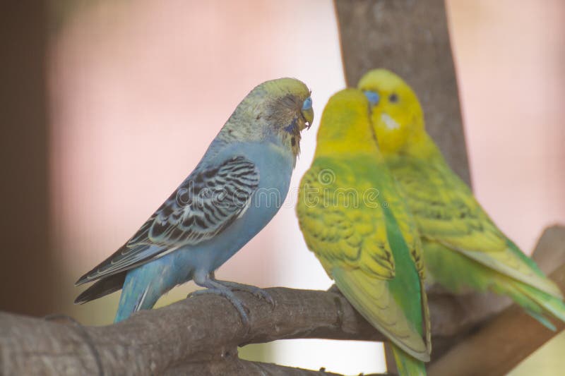 Portrait of Parakeets on a Branch Stock Image - Image of budgie, macaw: 284132235